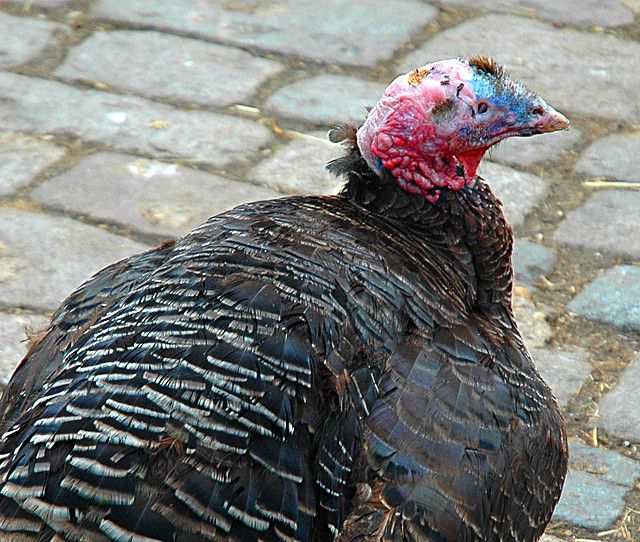 Black Friday. It’s Not a Thing, Really. | Teacher in a strange land